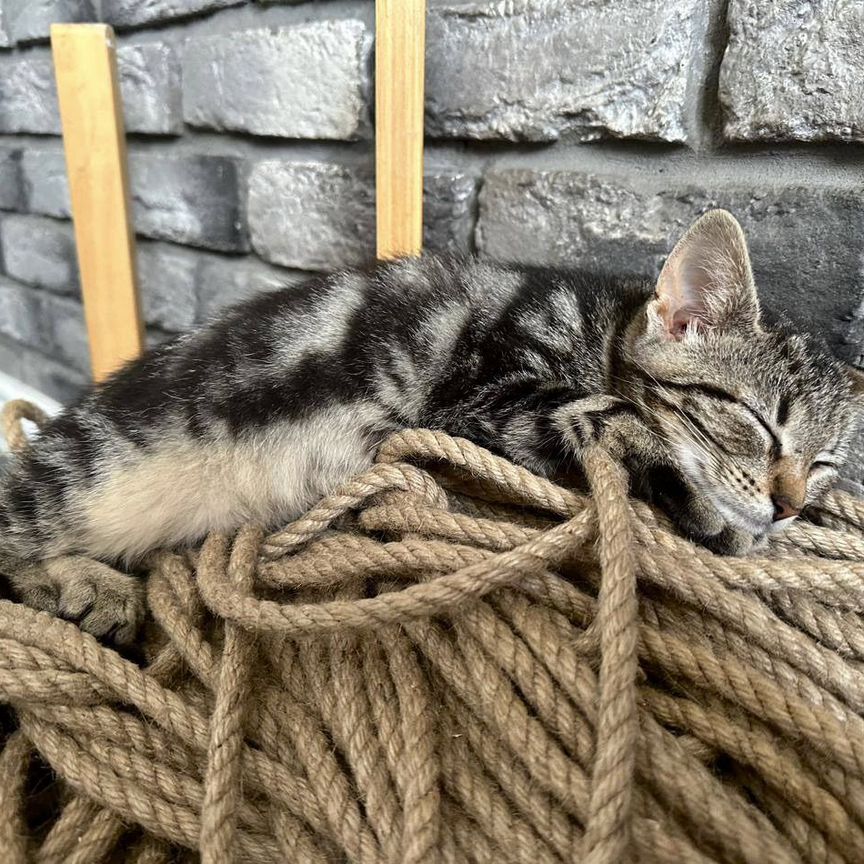 Котенок полосатый