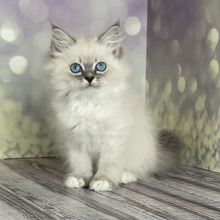 Невский маскарадный котик