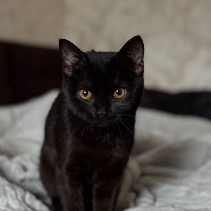Чёрный котенок