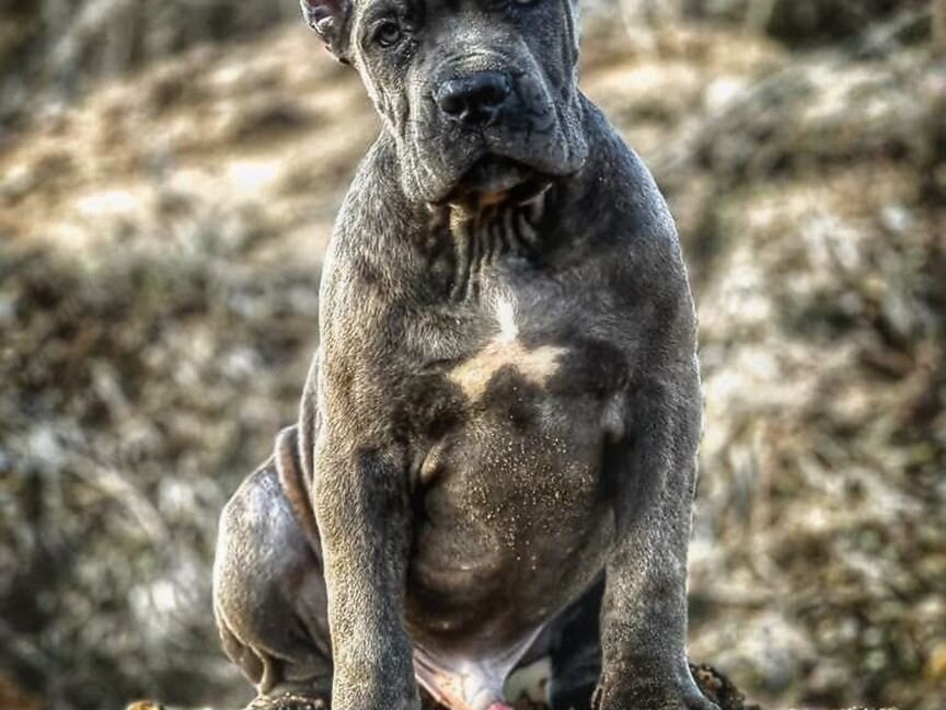 Щенки кане Корсо 3,5 месяца