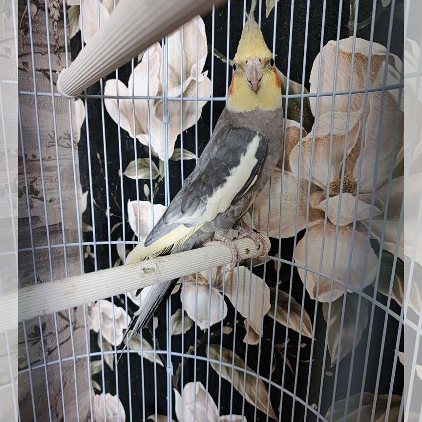 Попугай корелла с клеткой