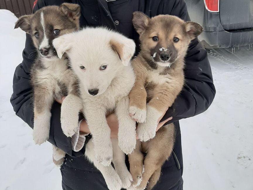 Щенки зсл
