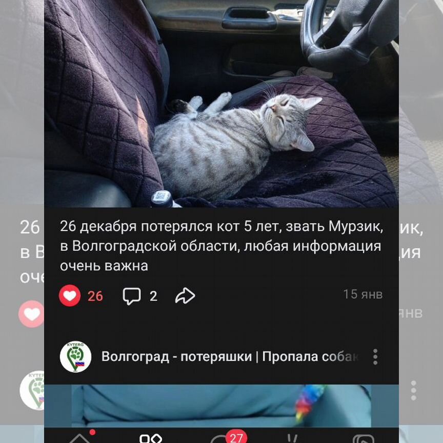 Потерялся кот