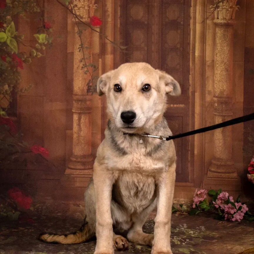 Собака в добрые руки бесплатно