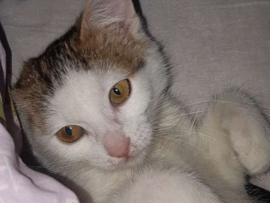 Кошка русская