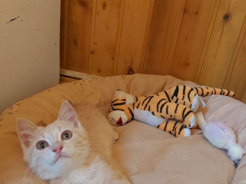 Солнечный котёнок в поисках дома