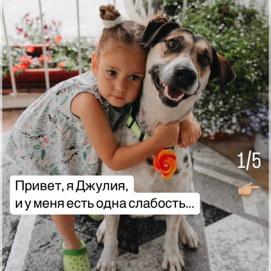 Взрослая собака в добрые руки