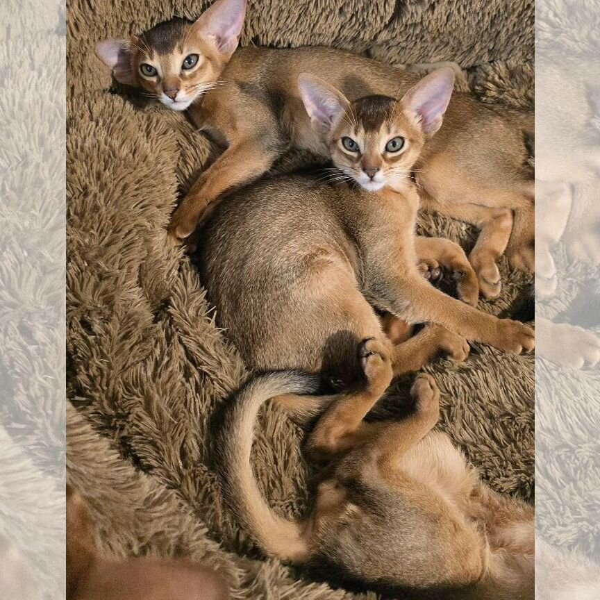 Абиссинские котята чистокровные