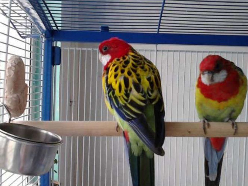 Попугаи корелла и розелла