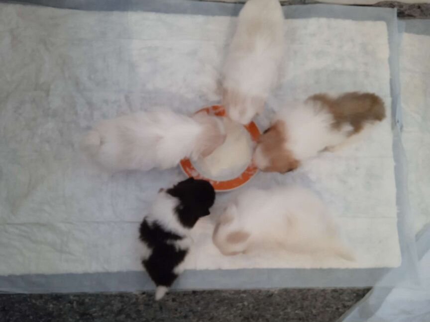 Щенки пекинеса