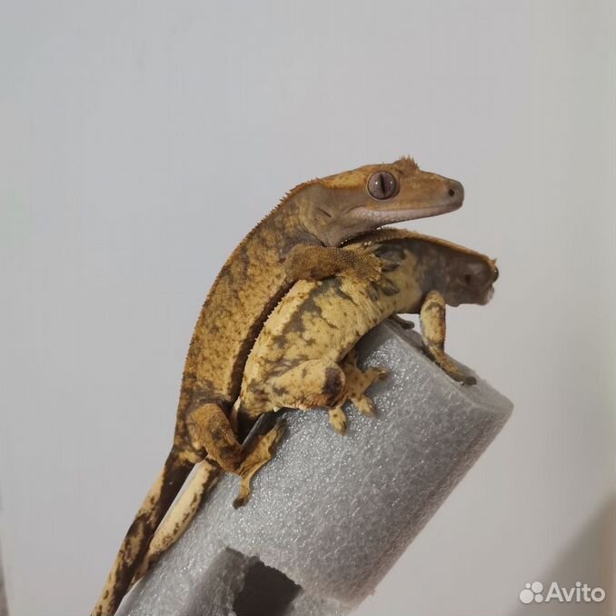 Пара бананоедов экстрим