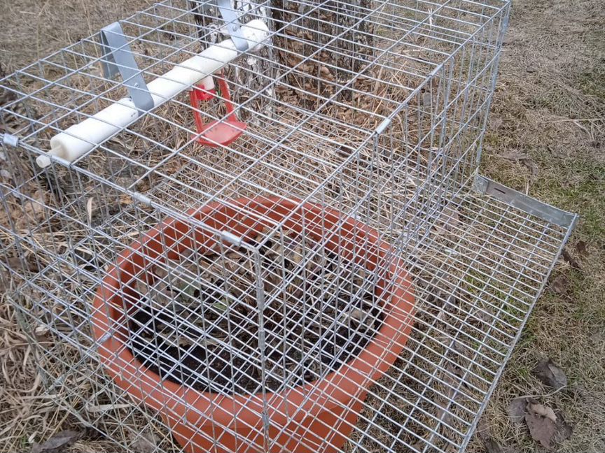 2 клетки для перепелов с кормушка и и поилками