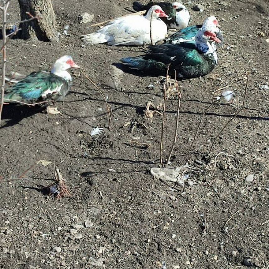 Утки