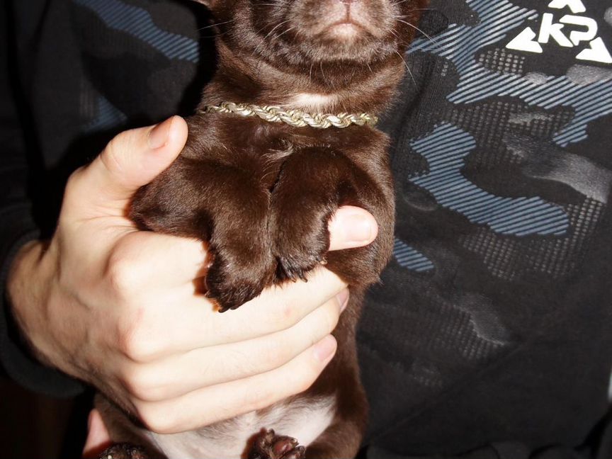 Шикарная шоколадка чихуахуа, документы РКФ