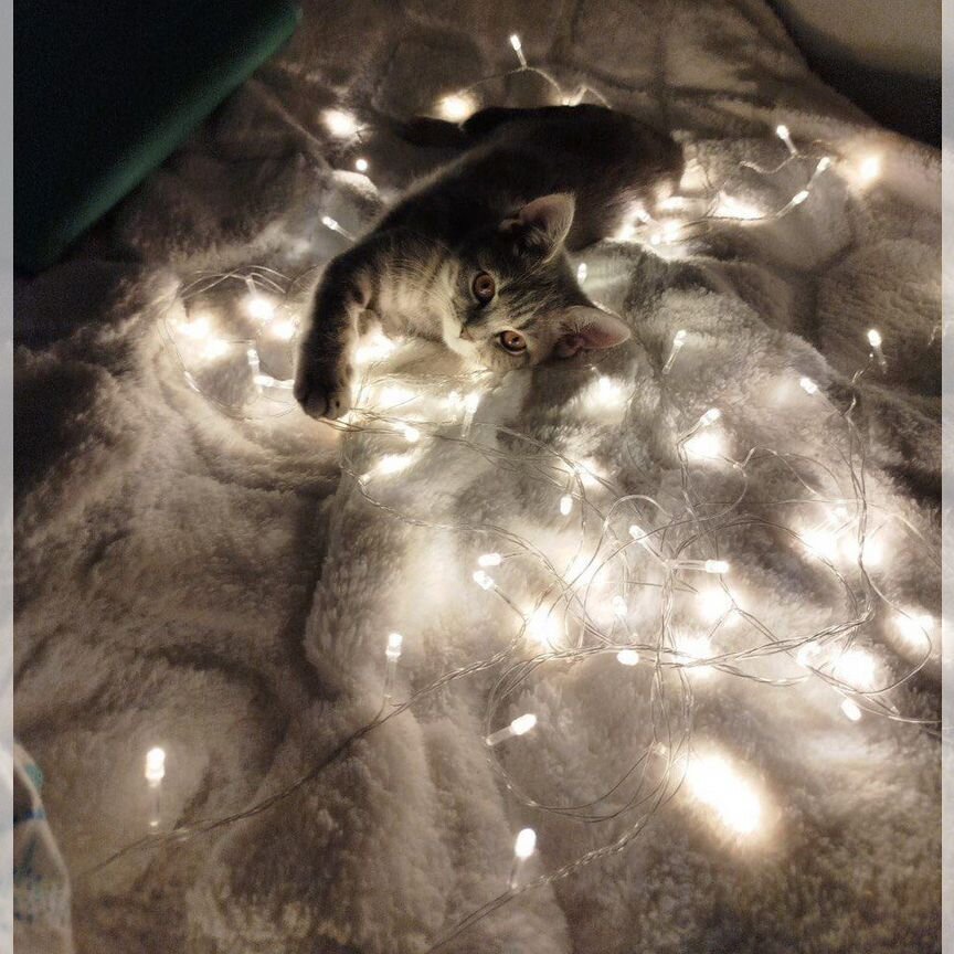 Британский короткошёрстный котёнок