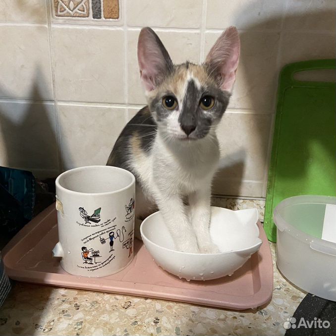 Котенок девочка Иви