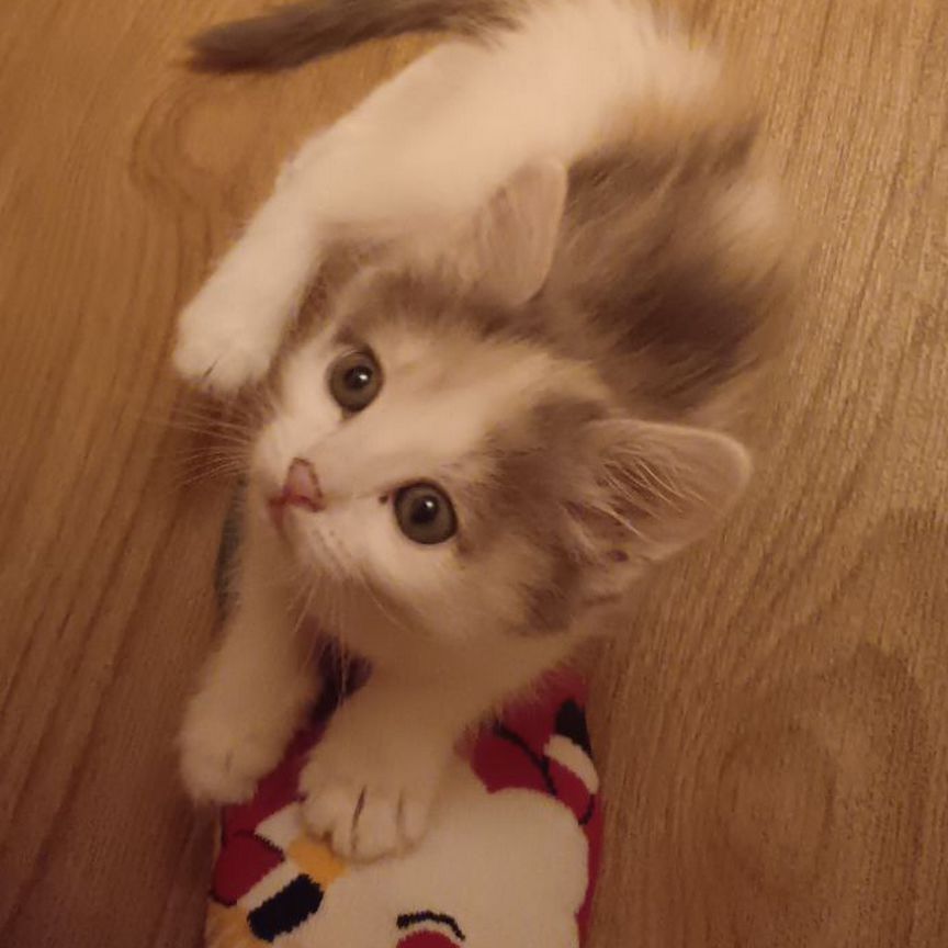 Отдам кошку (девочку)