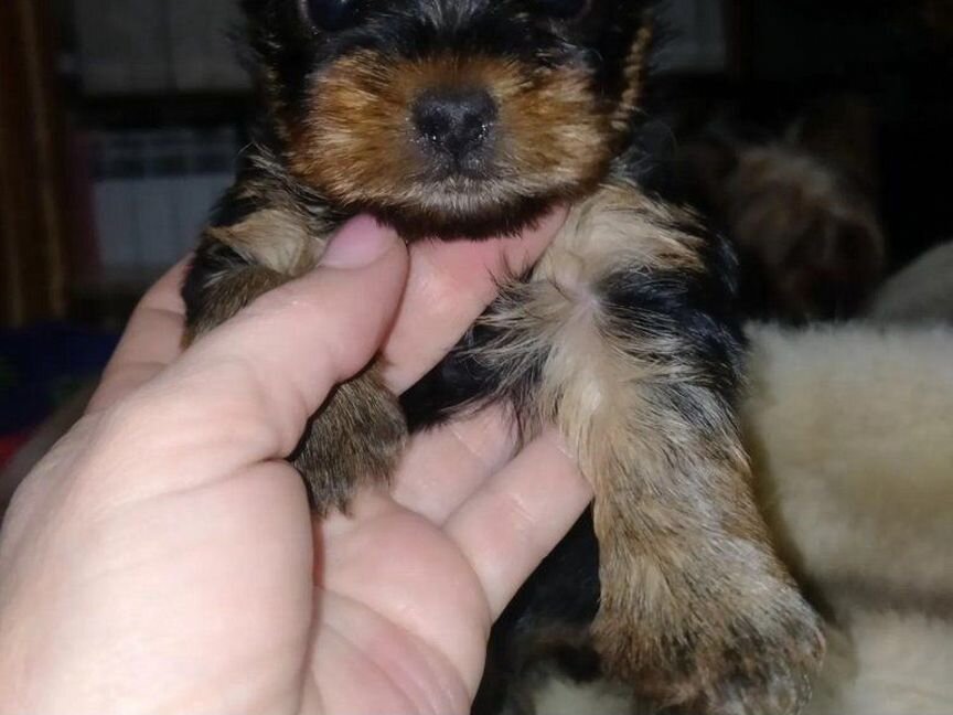 Мини Йоркширский терьер