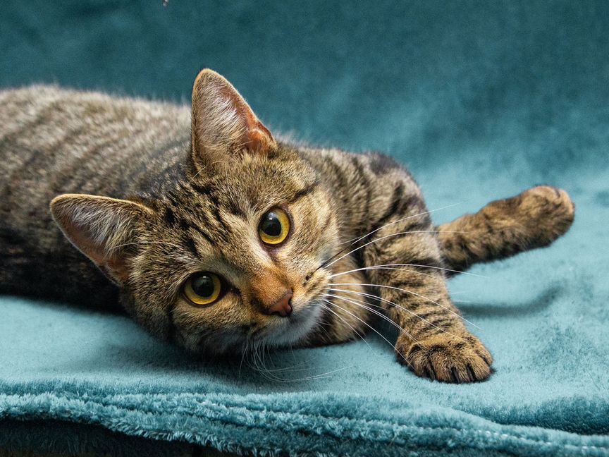 Кошки в добрые руки бесплатно