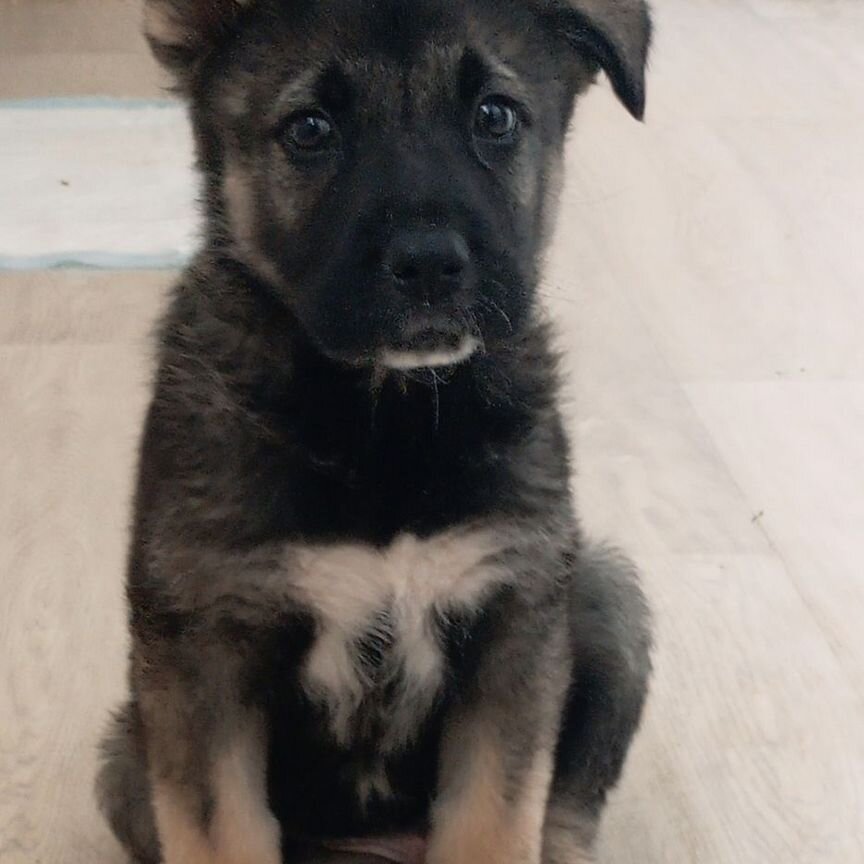 Дружок 2 месяца