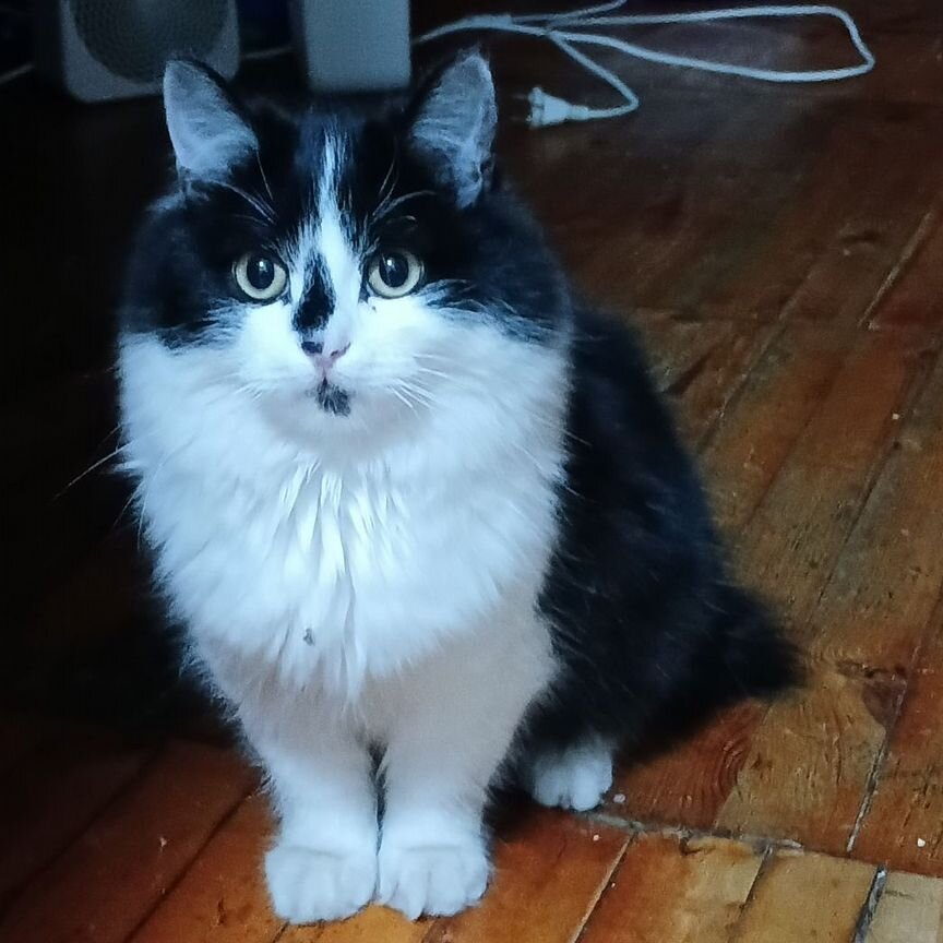 Взрослый кот в добрые руки