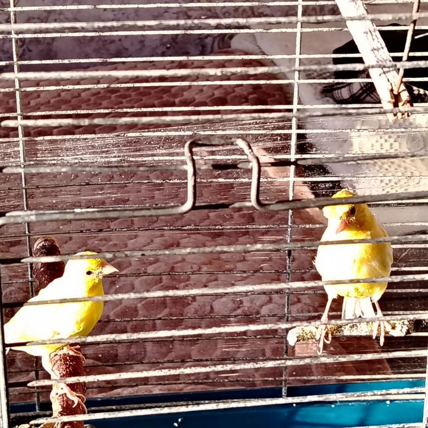 Кенара и канарейки