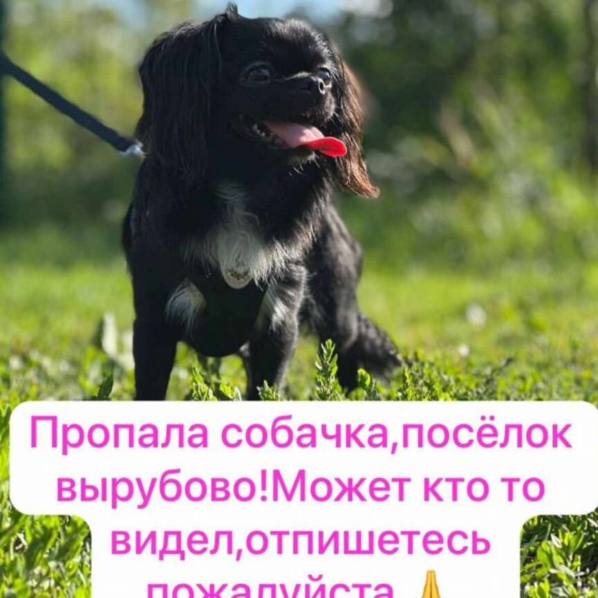 Потерялась собака