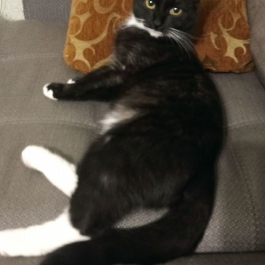 Кот Феликс
