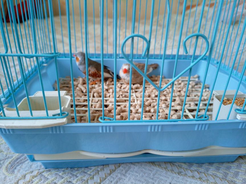 Амадины в добрые руки бесплатно