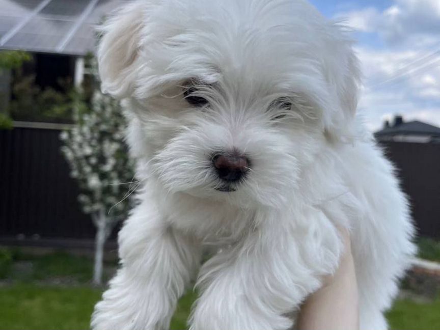 Щенки Мальтезе (Болонка)