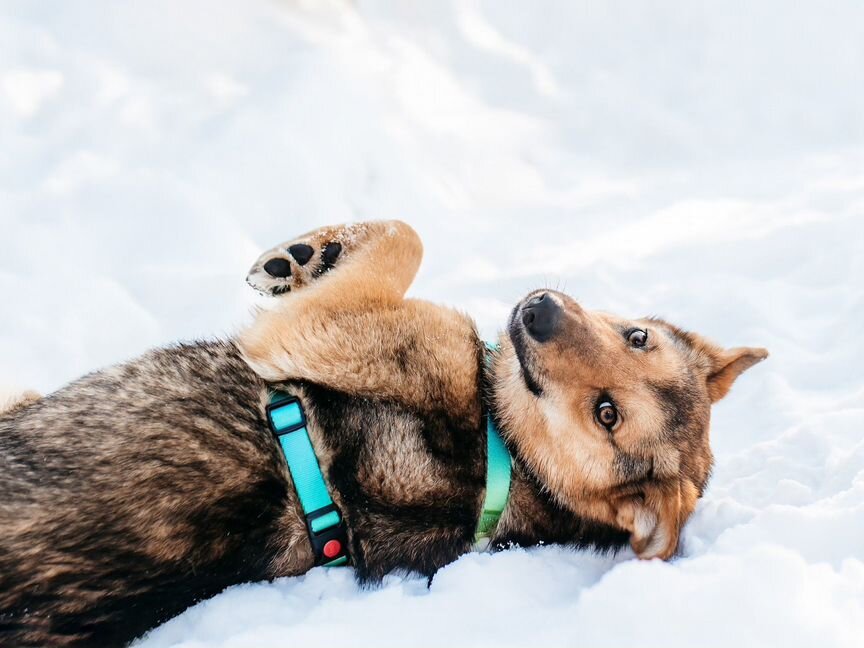 Лисичка Рия ищет семью