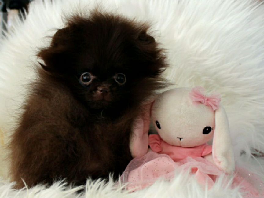 Шоколадная померанка мини