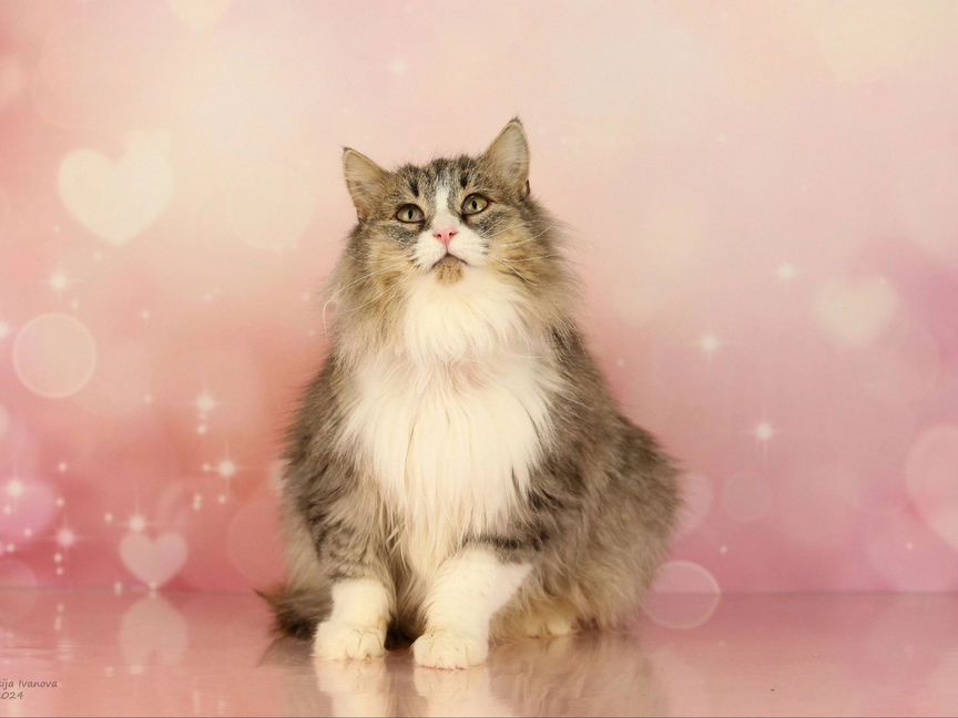 Кошечка Фея ищет дом