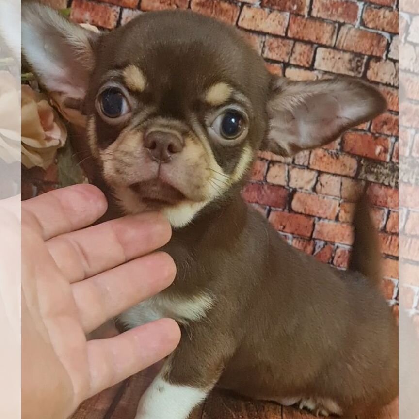 Чихуахуа мальчик РКФ