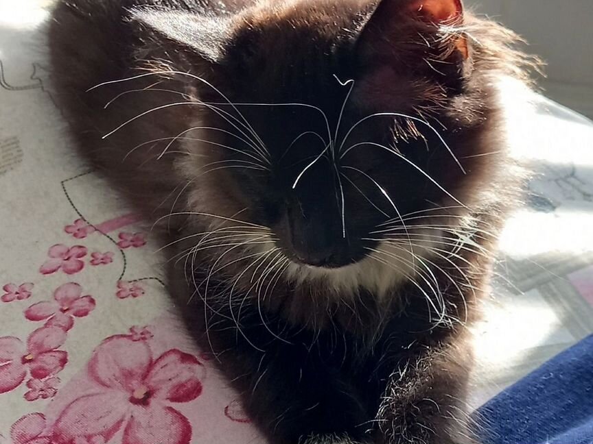 Отдам трех ласковых котят в добрые руки