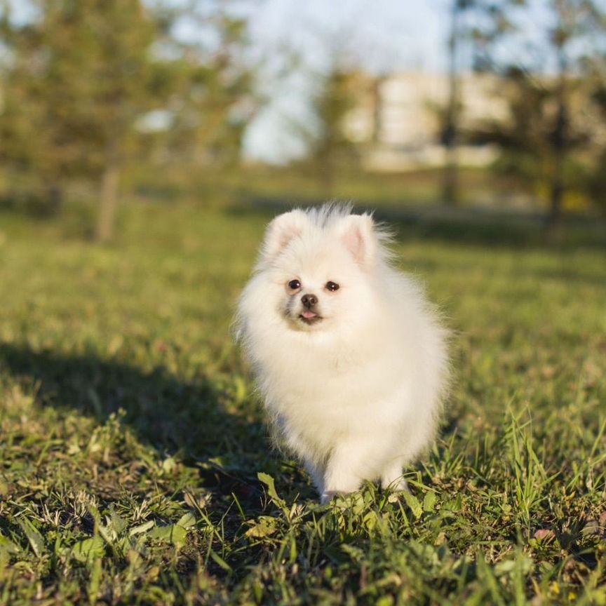 Шпиц мальчик белый мишка