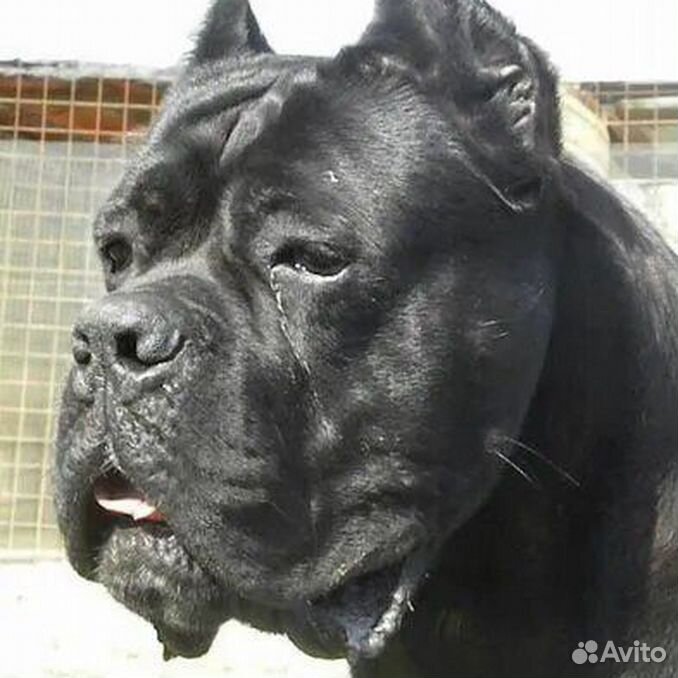 Кане Корсо-Мечты Сбываются