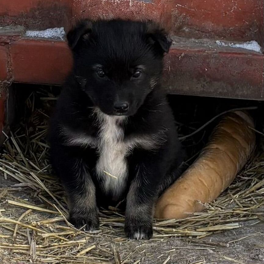Шенки 1месяц