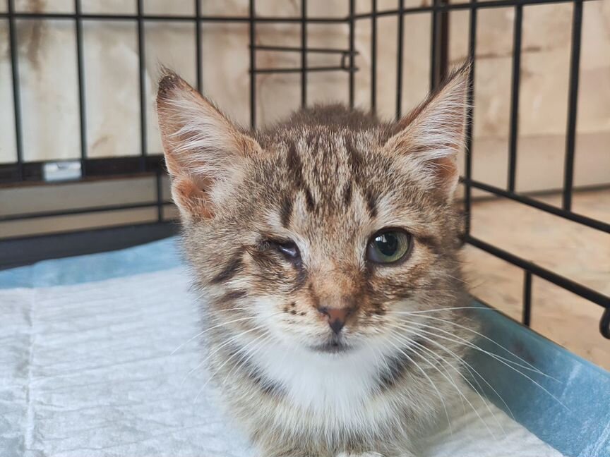 Котенок без глаза