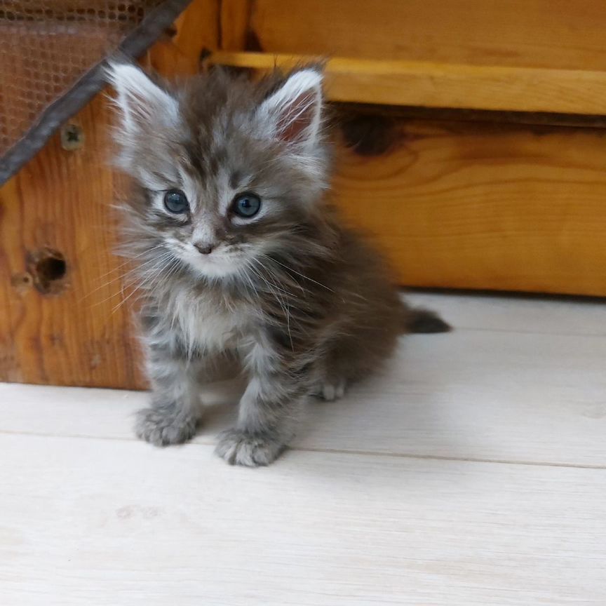 Котенок мейн-кун