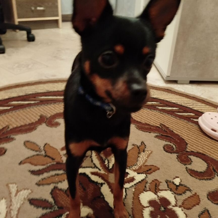 Йоркширский терьер, щенок