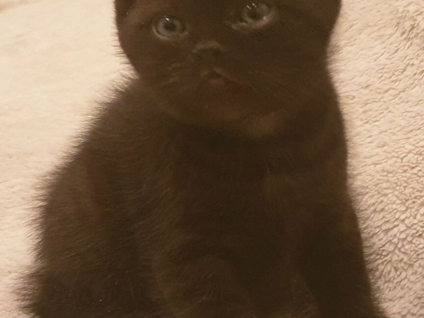 Шотландские котята