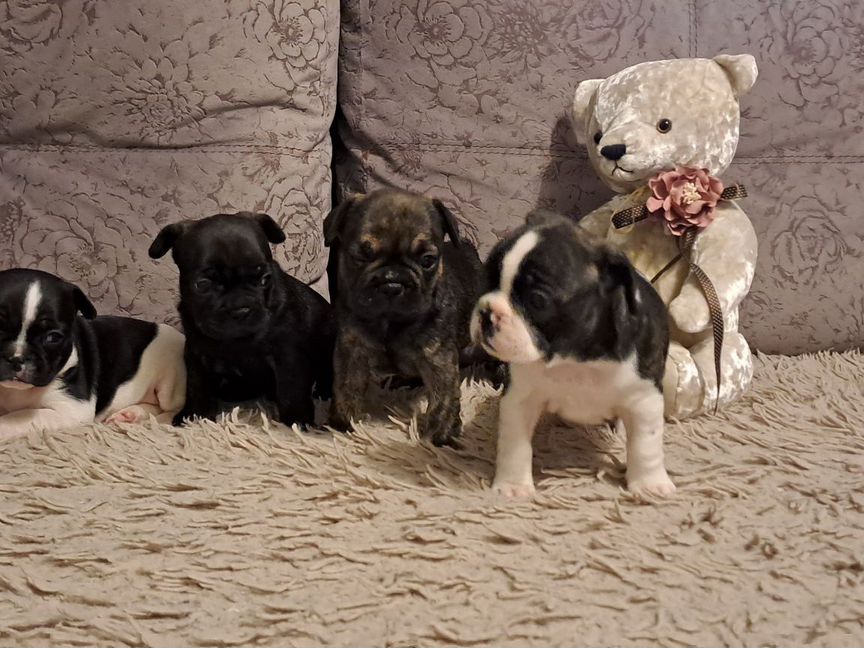 Французский бульдог щенки