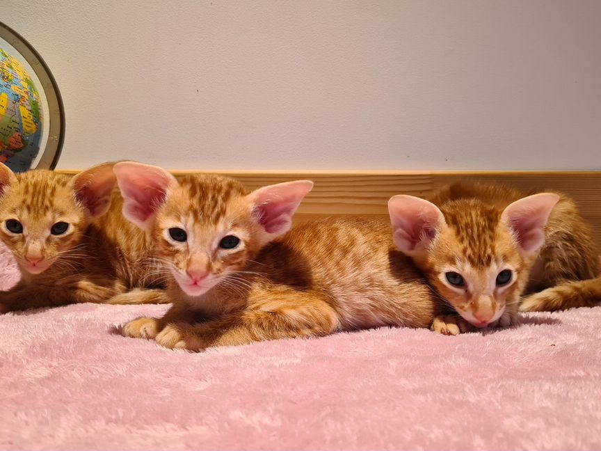 Ориентальные котята красные