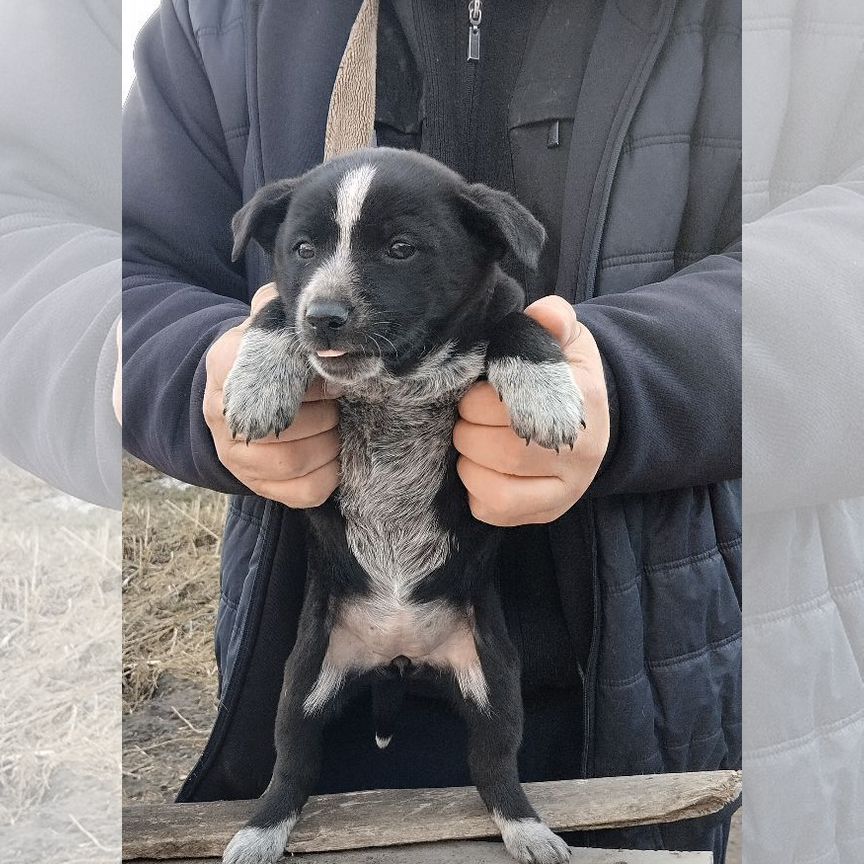 Щенок в добрые руки