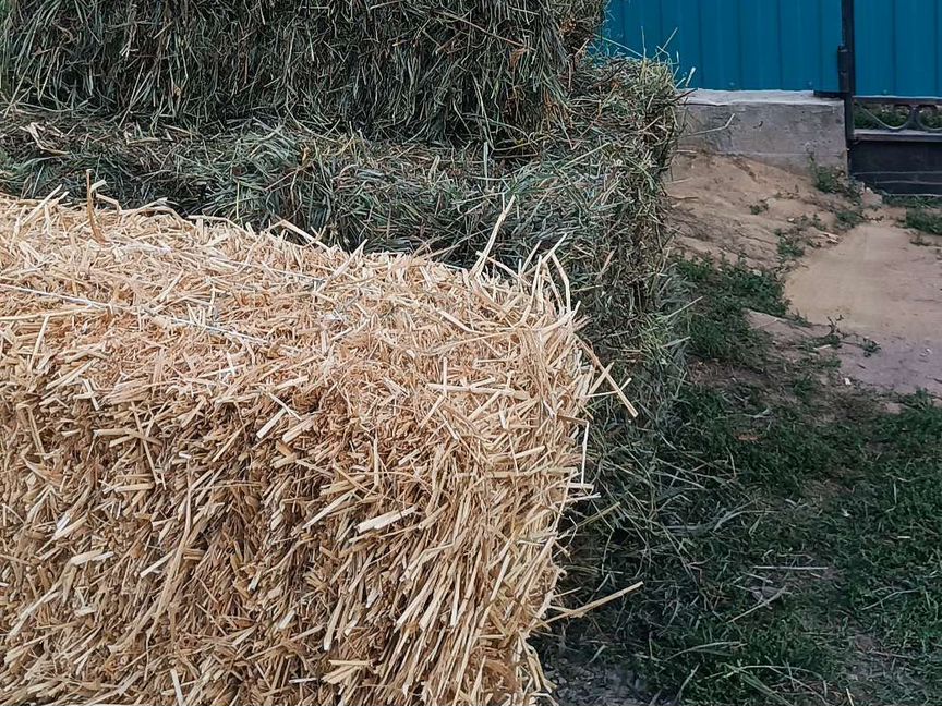 Солома просяная