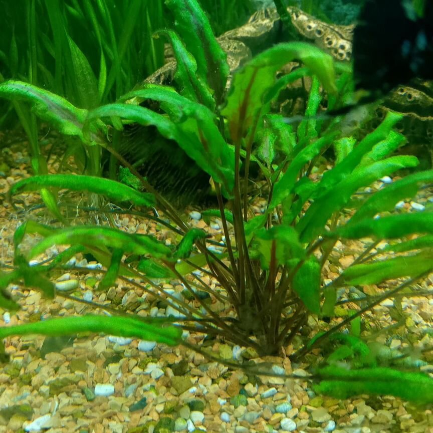 Криптокорина вендта