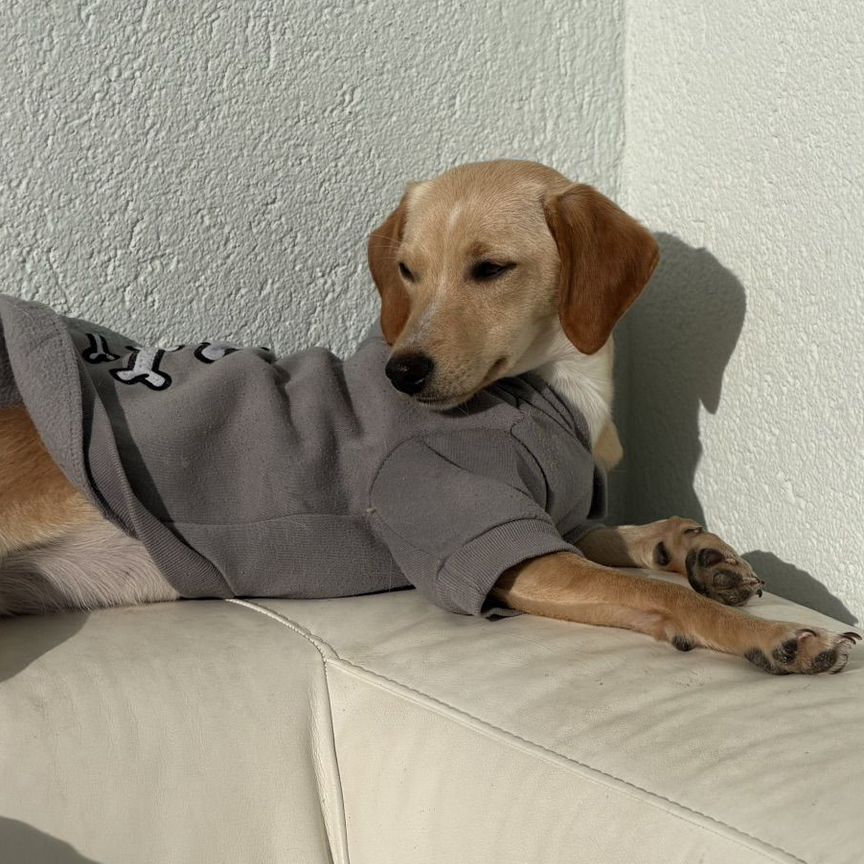 Щенок в добрые руки