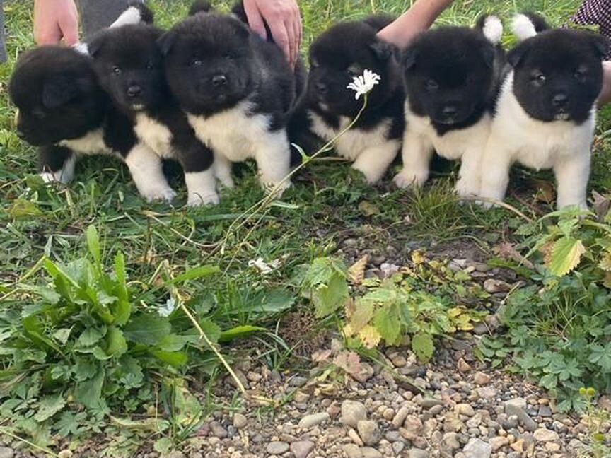 Щенки американской акиты