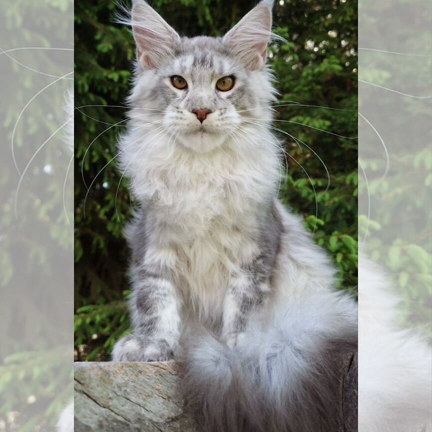 Мейн-кун котёнок